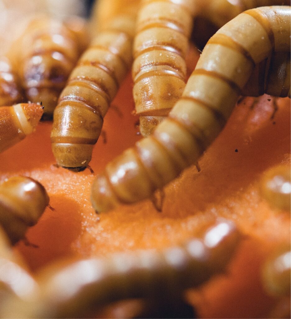 1ère ferme d'élevage d'insectes comestibles France