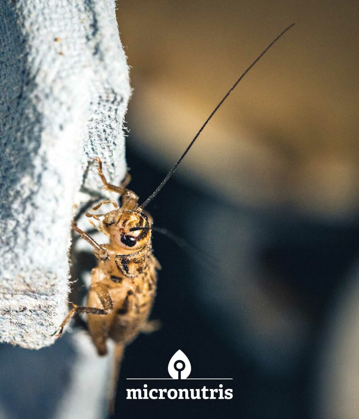 MICRONUTRIS : Les insectes comestibles de qualité